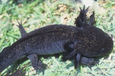 Ajolote mexicano, habitante de Xochimilco - Azul Natour