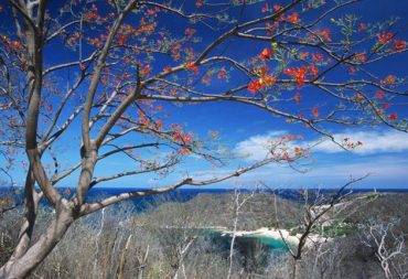12 árboles coloridos de México - Azul Natour